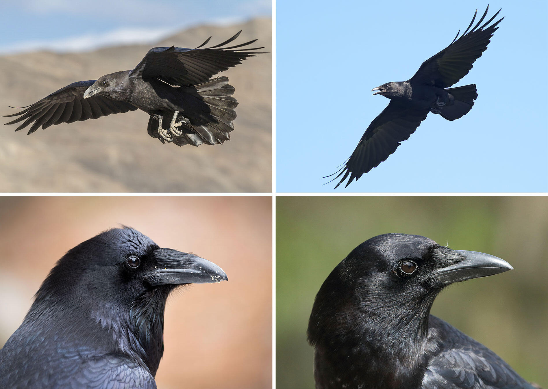 Is it a raven or a crow?